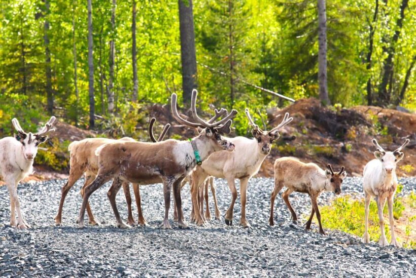 Rovaniemi: Quad Bike Wilderness Safari - Exploring Lapland’s Wilderness on Quad Bikes