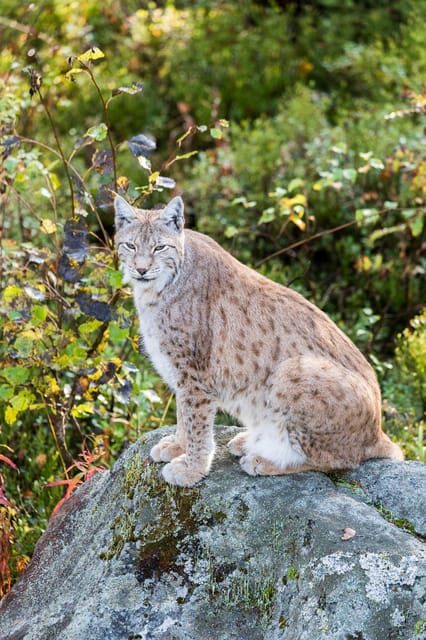 Rovaniemi: Ranua Wildlife Park Private Day Trip - Rovaniemi: Ranua Wildlife Park Private Day Trip – A Genuine Arctic Wildlife Experience