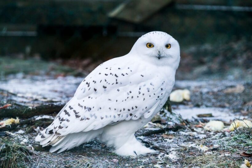 Rovaniemi: Ranua Wildlife Park Private Day Trip - What You Can Expect from the Ranua Wildlife Park Private Day Trip