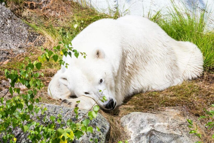 Rovaniemi: Ranua Wildlife Park Private Day Trip - The Sum Up