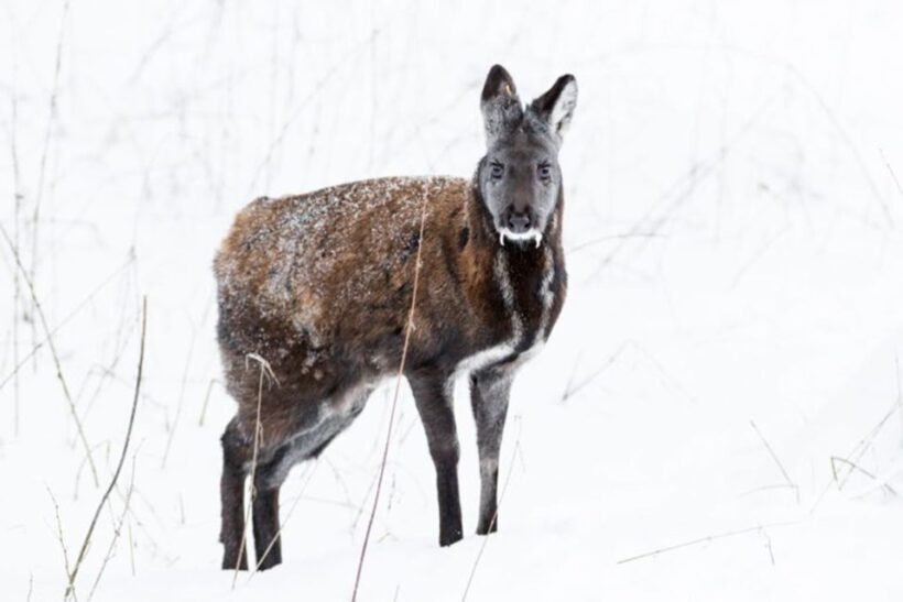 Rovaniemi: Ranua Zoo Entry Ticket w/ Walking Tour and Lunch - An In-Depth Look at the Ranua Zoo Tour