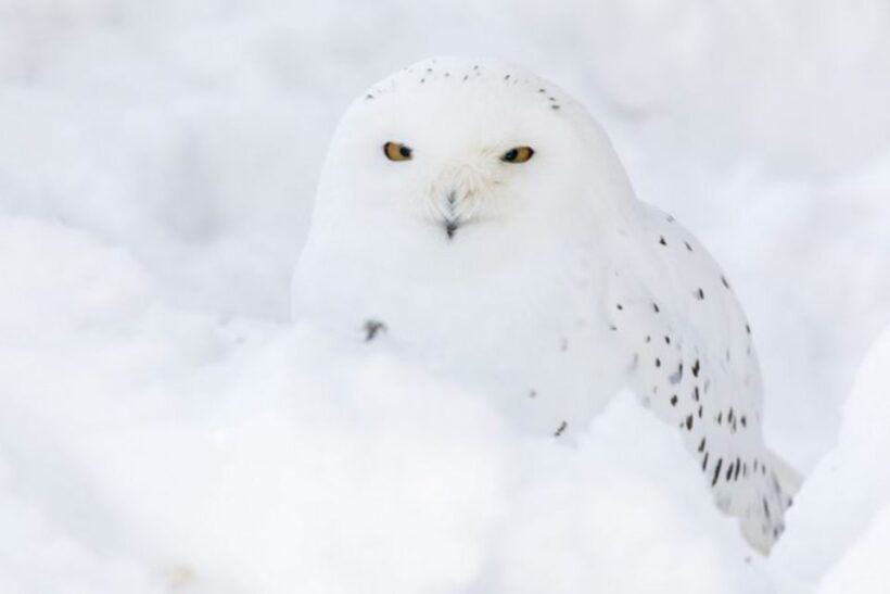 Rovaniemi: Ranua Zoo Entry Ticket w/ Walking Tour and Lunch - FAQ