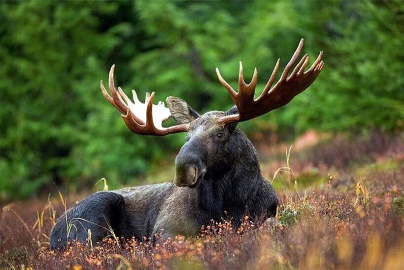 Rovaniemi: Ranua Zoo Entry Ticket with BBQ Picnic - Final Thoughts