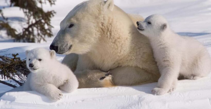 Rovaniemi: Ranua Zoo Visit with Lunch - An In-Depth Look at the Tour Experience