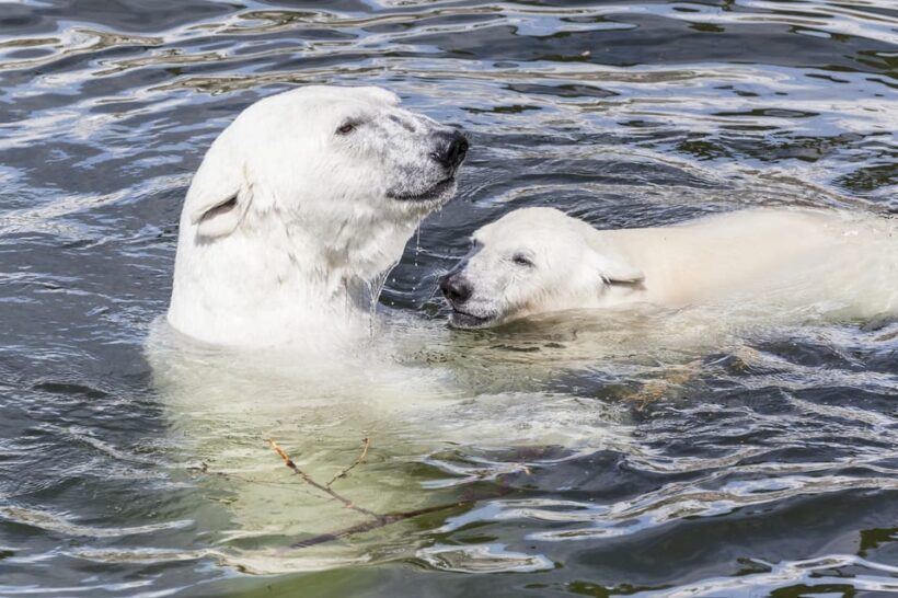 Rovaniemi: Ranua Zoo Visit with Lunch - Final Thoughts