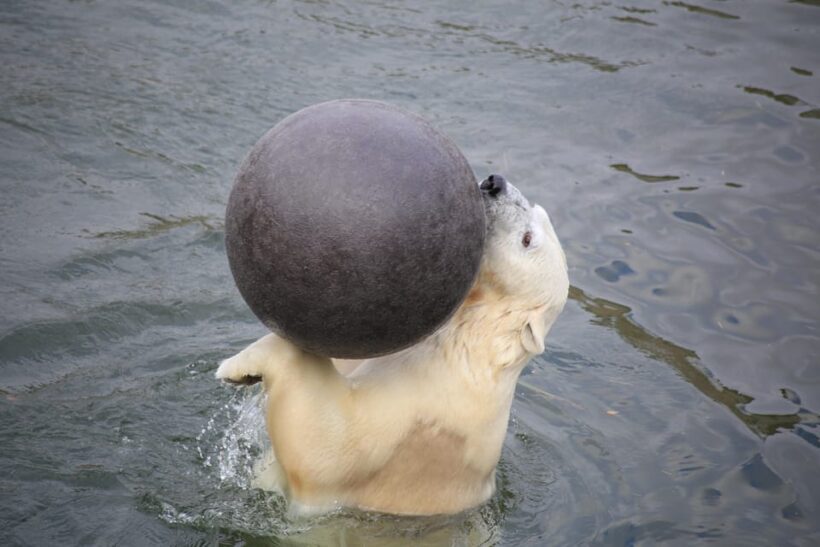 Rovaniemi: Ranua Zoo Wildlife Park Tour with hotel pickup - Key Points