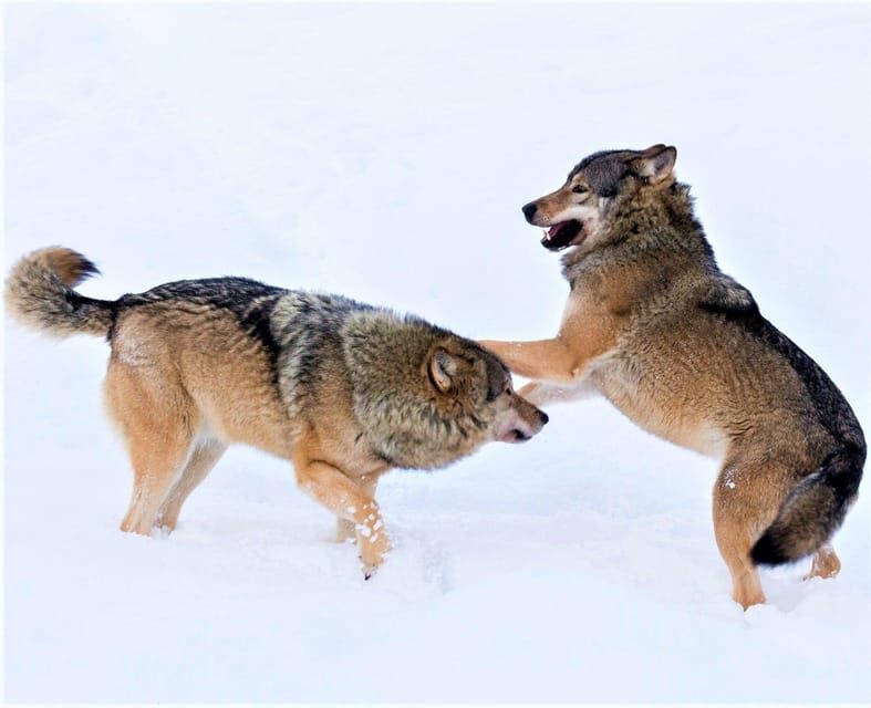 Rovaniemi: Ranua Zoo Wildlife Park Tour with hotel pickup - The Itinerary: What Exactly Happens?