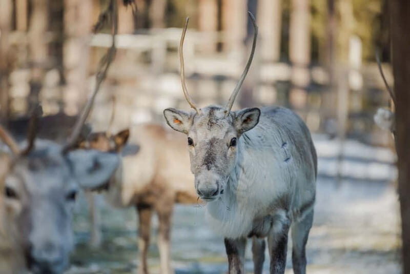 Rovaniemi: Reindeer Experience with Sleigh Ride - Key Points