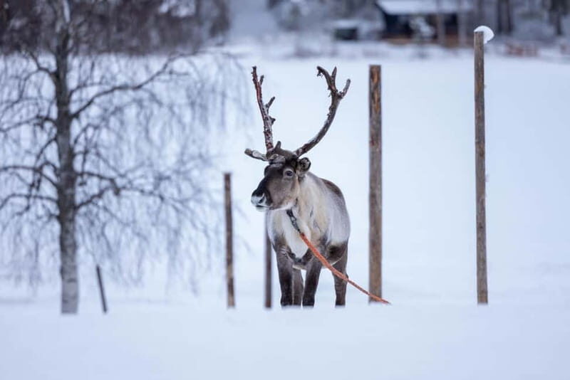 Rovaniemi: Reindeer Experience with Sleigh Ride - A Practical Look at the Tour Experience