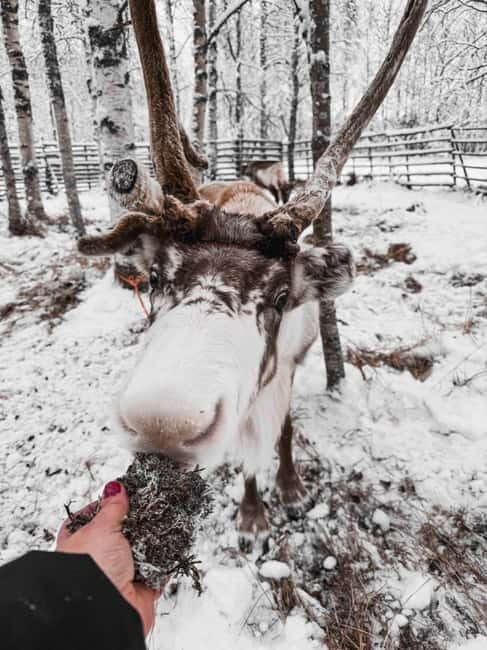 Rovaniemi: Reindeer Experience with Sleigh Ride - Reviews and Authentic Feedback
