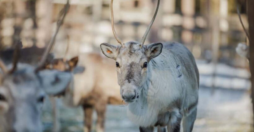 Rovaniemi: Reindeer Experience with Sleigh Ride - The Sum Up