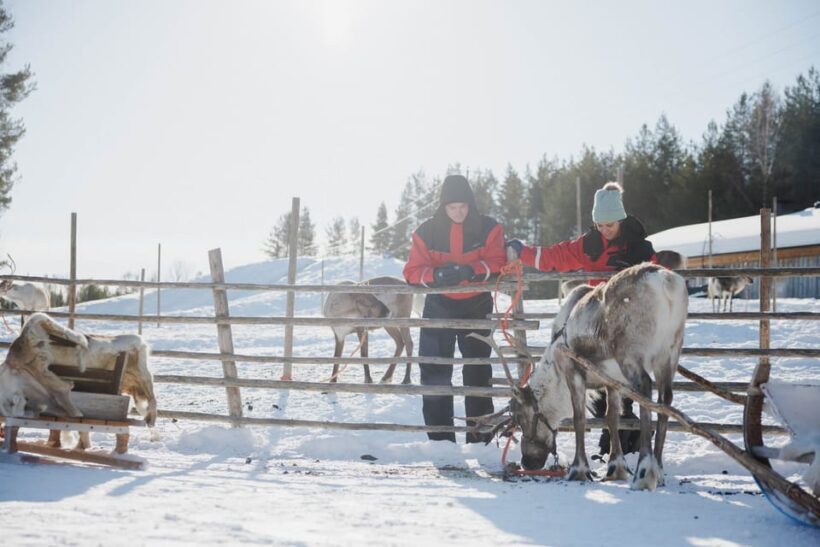 Rovaniemi: Reindeer Experience with Sleigh Ride - FAQs