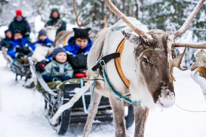 Rovaniemi: Reindeer Farm Visit and Sleigh Ride with transfer - A Closer Look at the Reindeer Farm Tour
