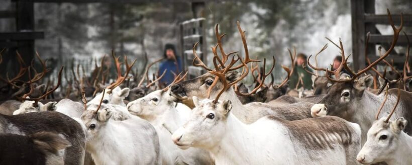 Rovaniemi: Reindeer Farm Visit and Sleigh Ride with transfer - Analyzing the Value