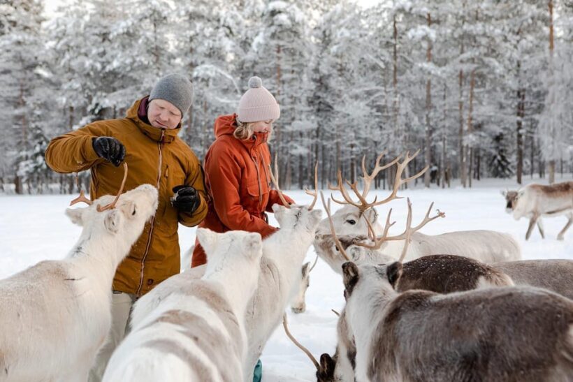 Rovaniemi: Reindeer Farm Visit and Sleigh Ride with transfer - The Sum Up