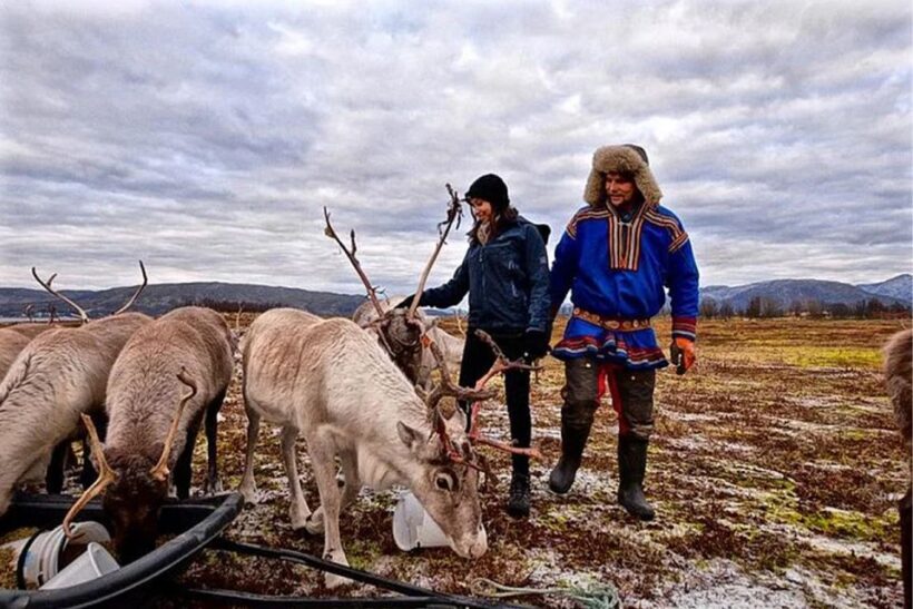 Rovaniemi: Reindeer Farm Visit in the Summer - Key Points