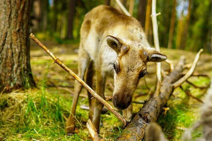 Rovaniemi: Reindeer Farm Visit in the Summer - A Detailed Breakdown of the Experience