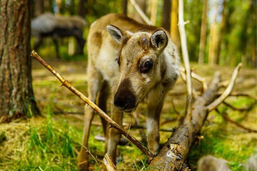 Rovaniemi: Reindeer Farm Visit in the Summer - The Value of the Tour