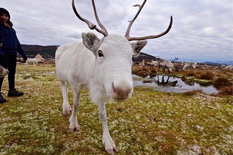 Rovaniemi: Reindeer Farm Visit in the Summer - Who Will Love This Tour?