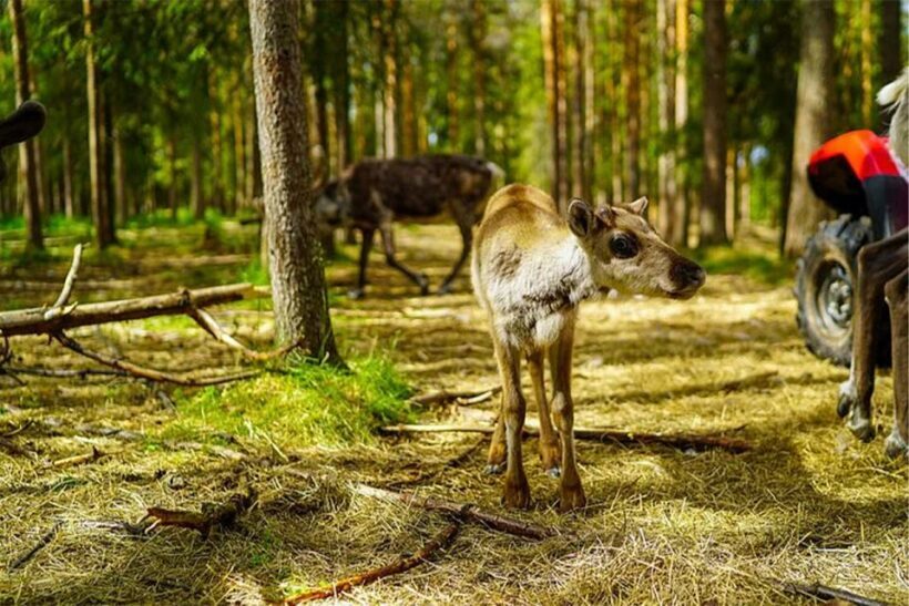 Rovaniemi: Reindeer Farm Visit in the Summer - FAQs