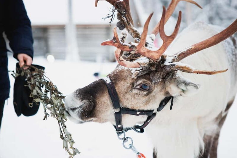 Rovaniemi: Reindeer, Huskies & Santa Claus Village - Rovaniemi: Reindeer, Huskies & Santa Claus Village – An Authentic Arctic Adventure