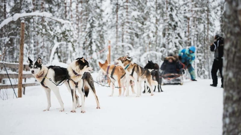 Rovaniemi: Reindeer, Huskies & Santa Claus Village - Final Thoughts