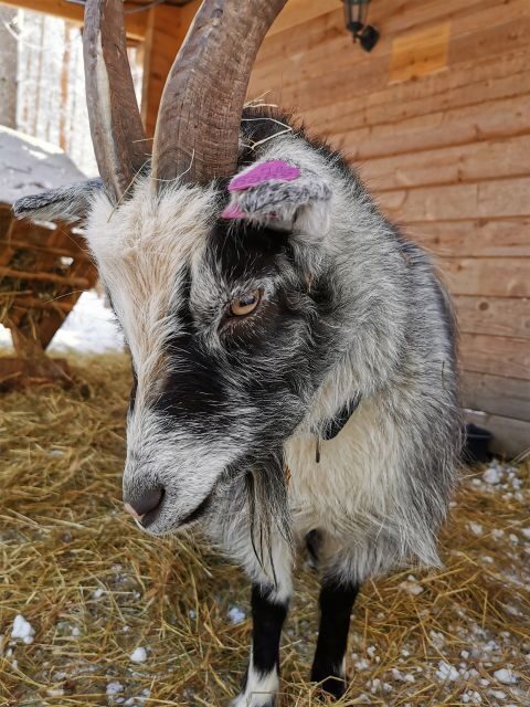 Rovaniemi: Reindeer, Huskies, Santa's Pets & Aurora Hunt - What to Expect from the Tour