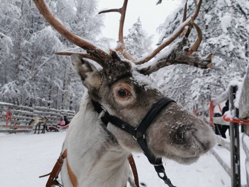 Rovaniemi: Reindeer, Huskies, Santa's Pets & Aurora Hunt - The Real Deal: Is This Tour Worth It?