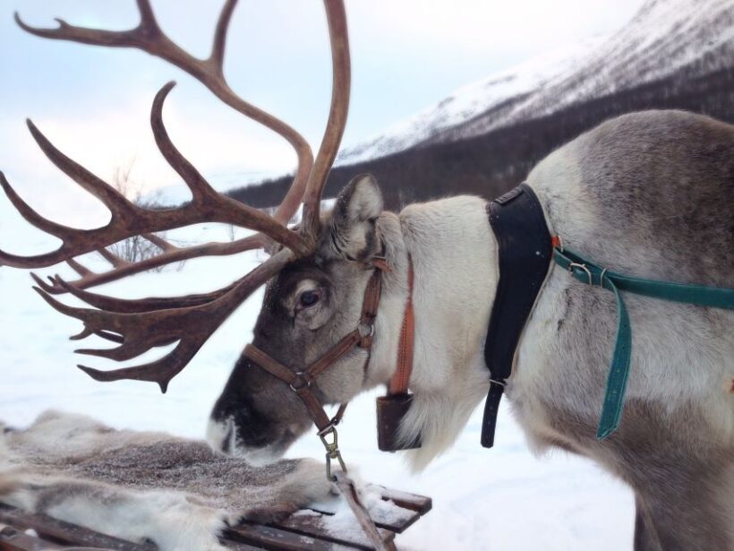 Rovaniemi: Reindeer Sleigh Ride with Hot Drink and Cookies - An In-Depth Look at the Reindeer Sleigh Experience in Rovaniemi