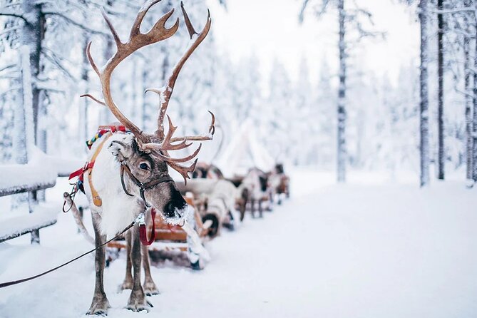 Rovaniemi Santa Claus Village Husky Reindeer Farm Arctic Museum - Customized Experience