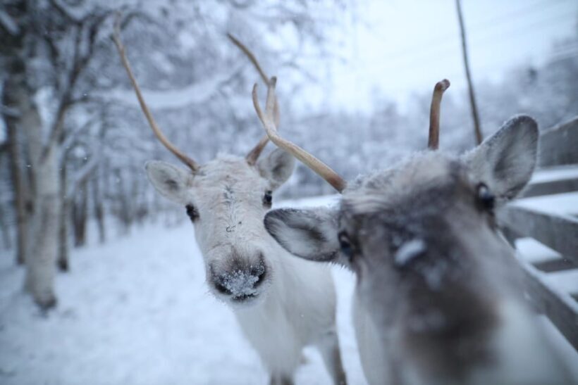 Rovaniemi: Santa Claus Village Tour Huskies & Reindeer ride - The Sum Up