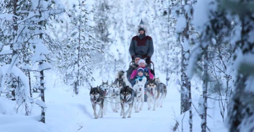 Rovaniemi: Self-Drive Husky Sleigh Ride Adventure - Key Points