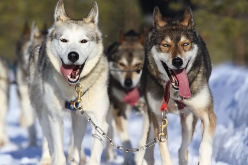 Rovaniemi: Self-Drive Husky Sleigh Ride Adventure - Introduction to the Tour