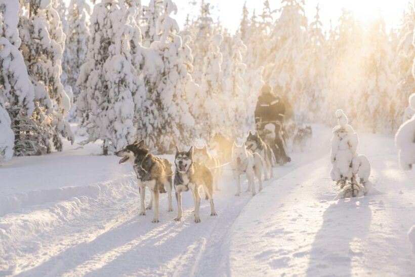 Rovaniemi: Snowmobile Safari, Reindeer & Husky Sleigh Ride - Final Thoughts