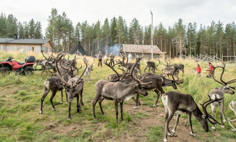 Rovaniemi: Summer Reindeer Farm Experience - A Detailed Look at the Rovaniemi Summer Reindeer Farm Experience
