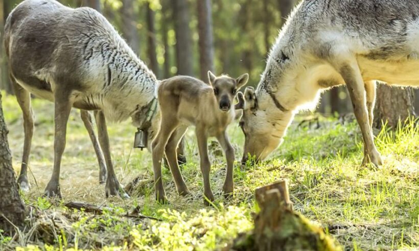 Rovaniemi: Summer Reindeer Farm Experience - The Sum Up