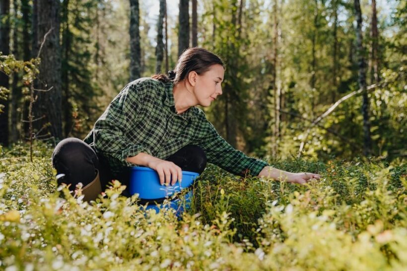 Rovaniemi : Trekking in the Heart of Nature - What to Know Before You Go