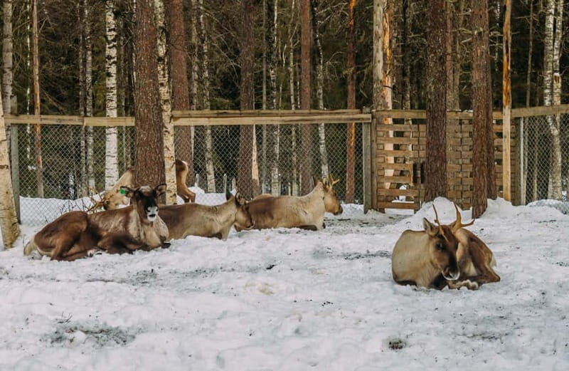 Rovaniemi: Trip to Ranua Zoo with Tickets - An Inviting Introduction to Ranua Zoo from Rovaniemi