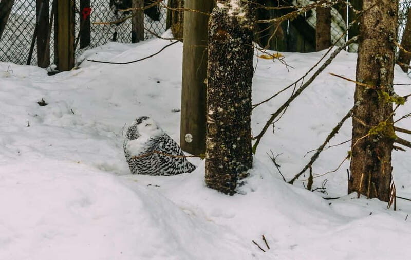 Rovaniemi: Trip to Ranua Zoo with Tickets - What’s Included and What’s Not