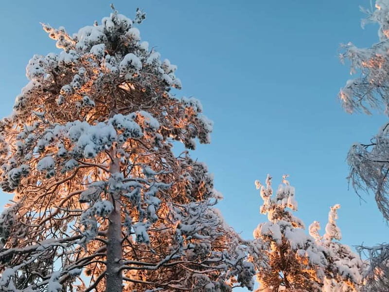 Rovaniemi: Trip to Ranua Zoo with Tickets - Analysis of Value