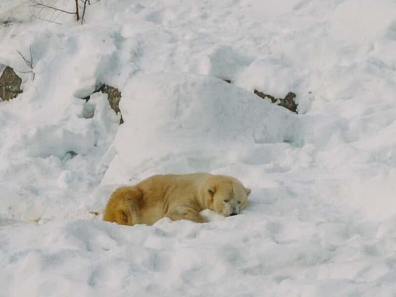 Rovaniemi: Trip to Ranua Zoo with Tickets - Who Will Love This Tour?