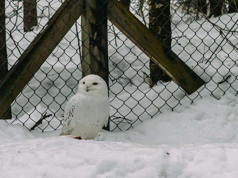 Rovaniemi: Trip to Ranua Zoo with Tickets - FAQs