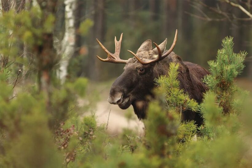 Rovaniemi: Wild Moose Safari - An Overview of the Moose Safari Experience