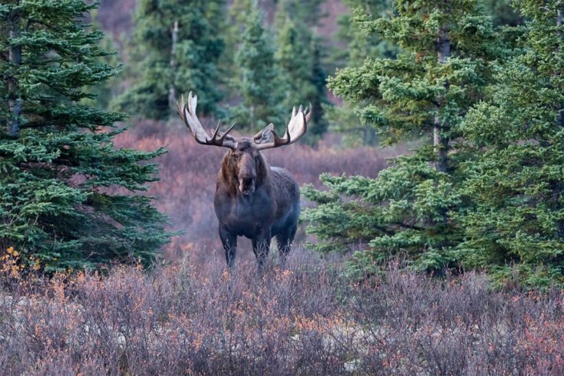 Rovaniemi: Wild Moose Safari - Wildlife Sightings: Success or Chance?