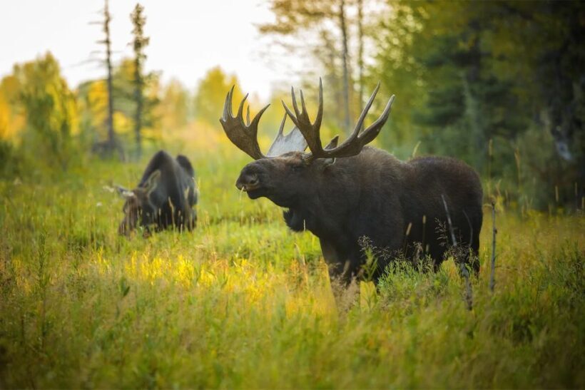 Rovaniemi: Wild Moose Safari - Who Should Consider This Safari?