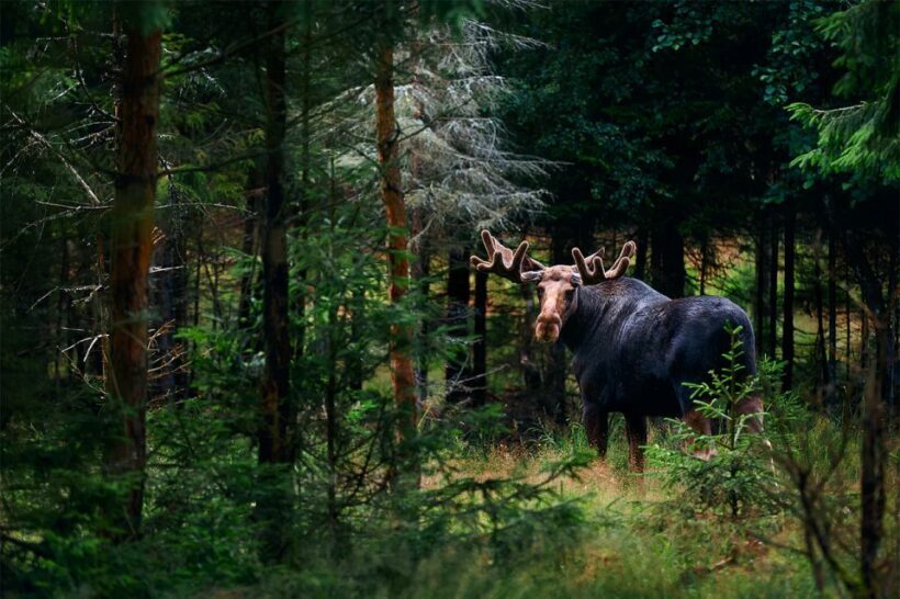 Rovaniemi: Wild Moose Safari - Final Recommendations