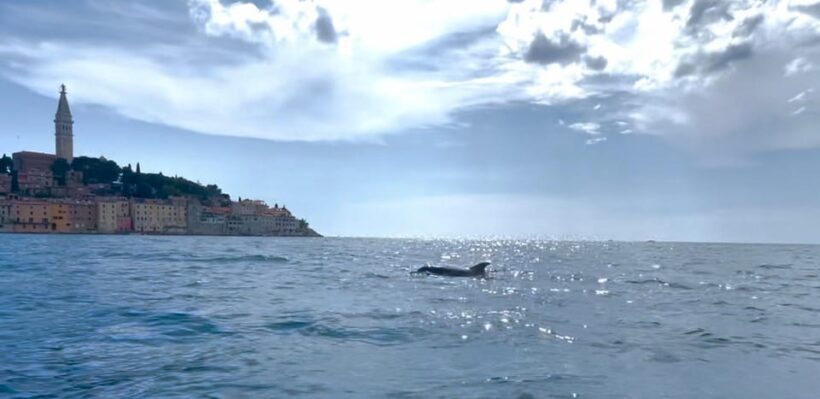 Rovinj: BUBA SUNSET KAYAK, snorkeling&driknks incuded - Authentic Experiences and Visitor Feedback
