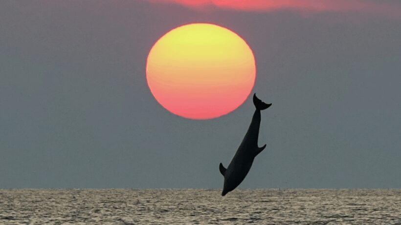Rovinj: Family Friendly Dolphin Watching Tour - An Honest Look at the Rovinj Dolphin Watching Tour