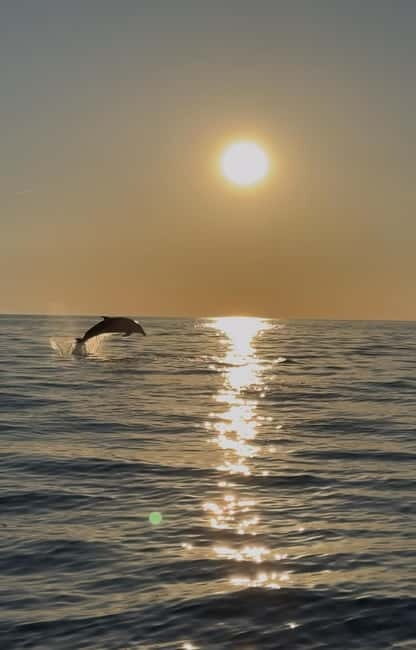 Rovinj: Shared Dolphin and Sunset Tour with Drinks - An Overview of the Rovinj Dolphin and Sunset Tour