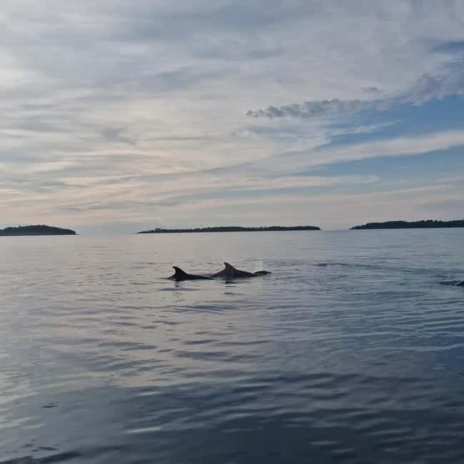 Rovinj: Shared Dolphin and Sunset Tour with Drinks - What Makes This Tour Stand Out
